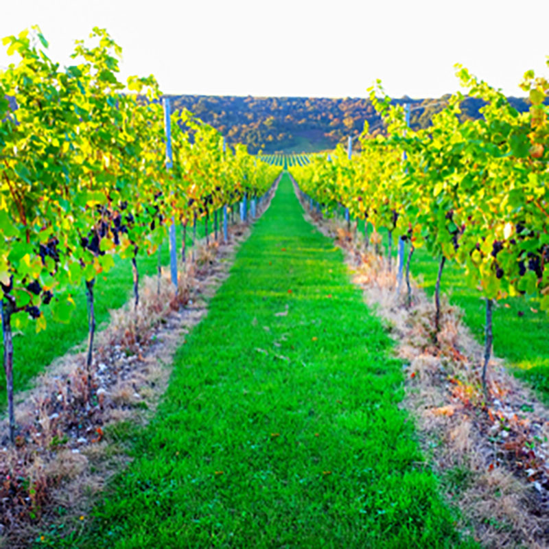 Trademark | Trademark Registration | Saffery